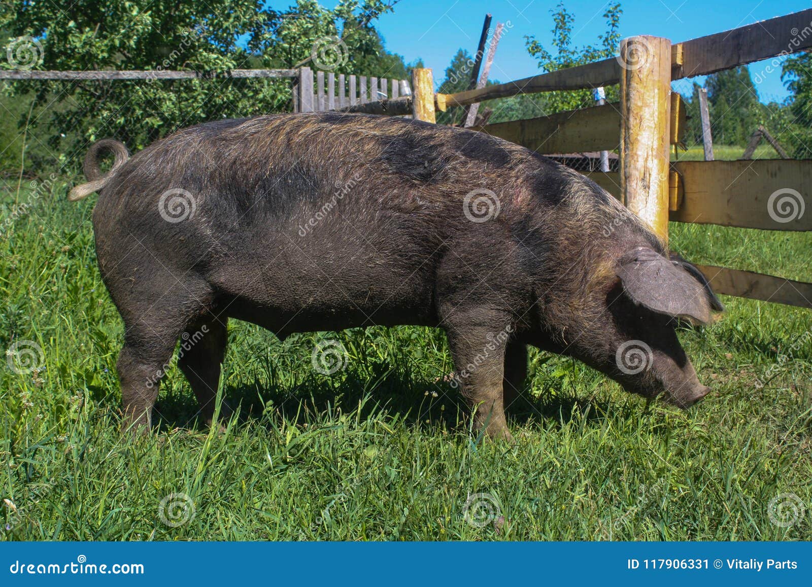 Big dirty pig stock image. Image of livestock, young - 117906331