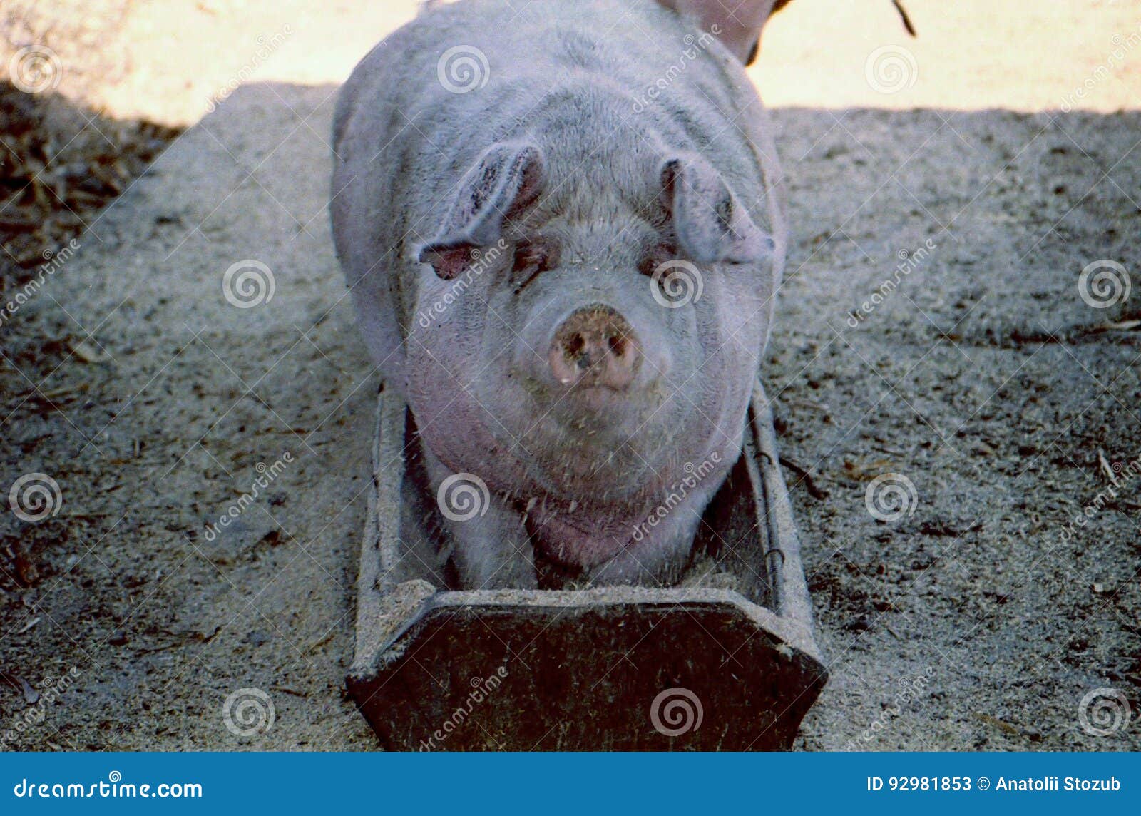 Big Dirty Pig Climbed into the Feeder and Rested There. Stock Image ...