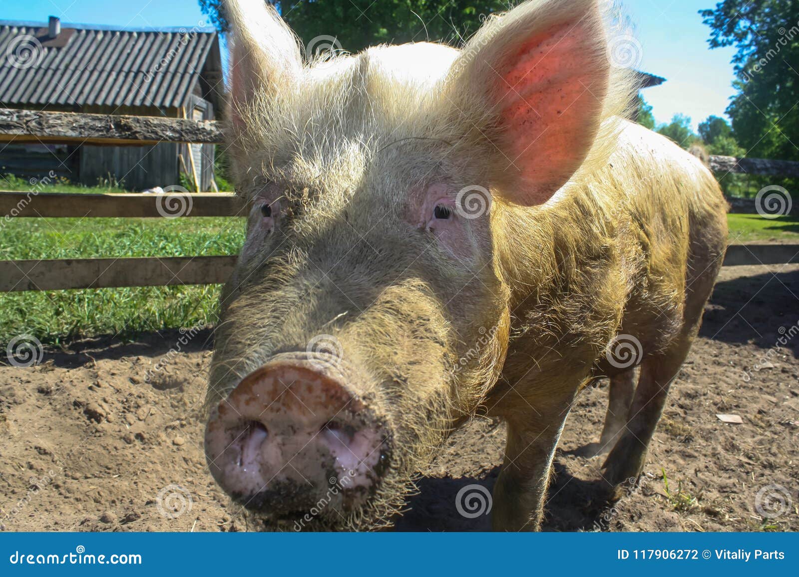 Big dirty pig stock photo. Image of nose, rural, snout - 117906272