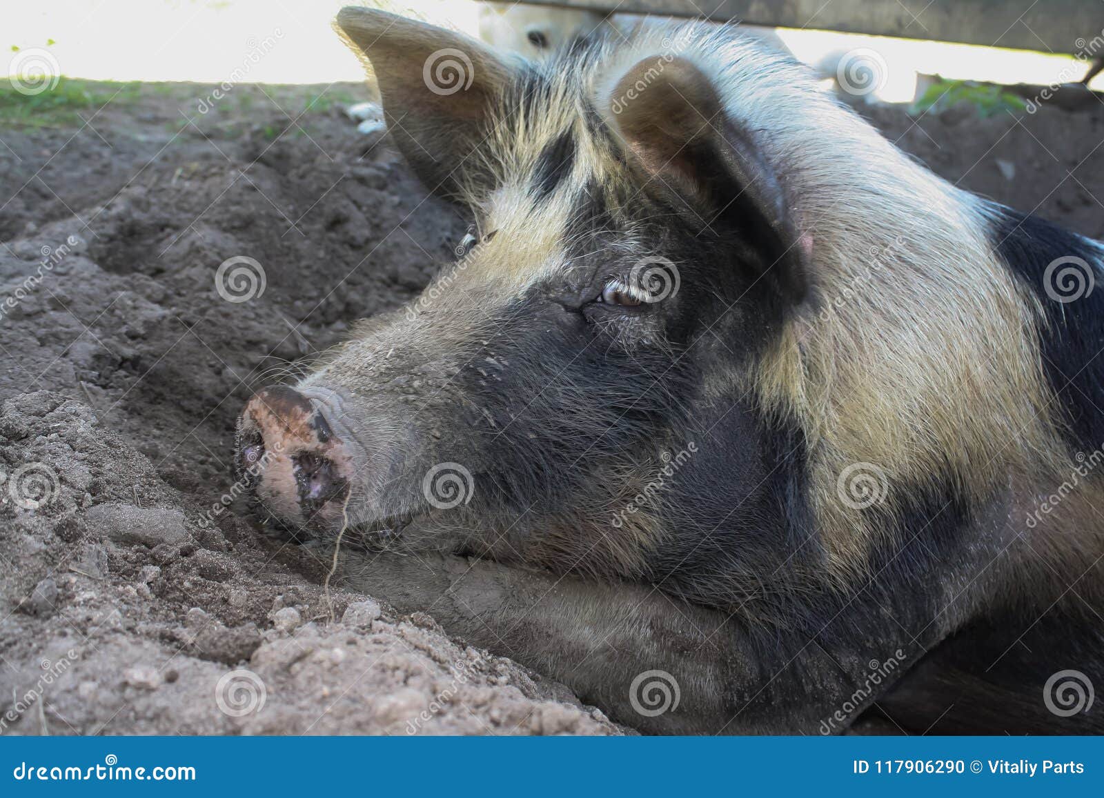 Big dirty pig stock photo. Image of boar, snout, meat - 117906290