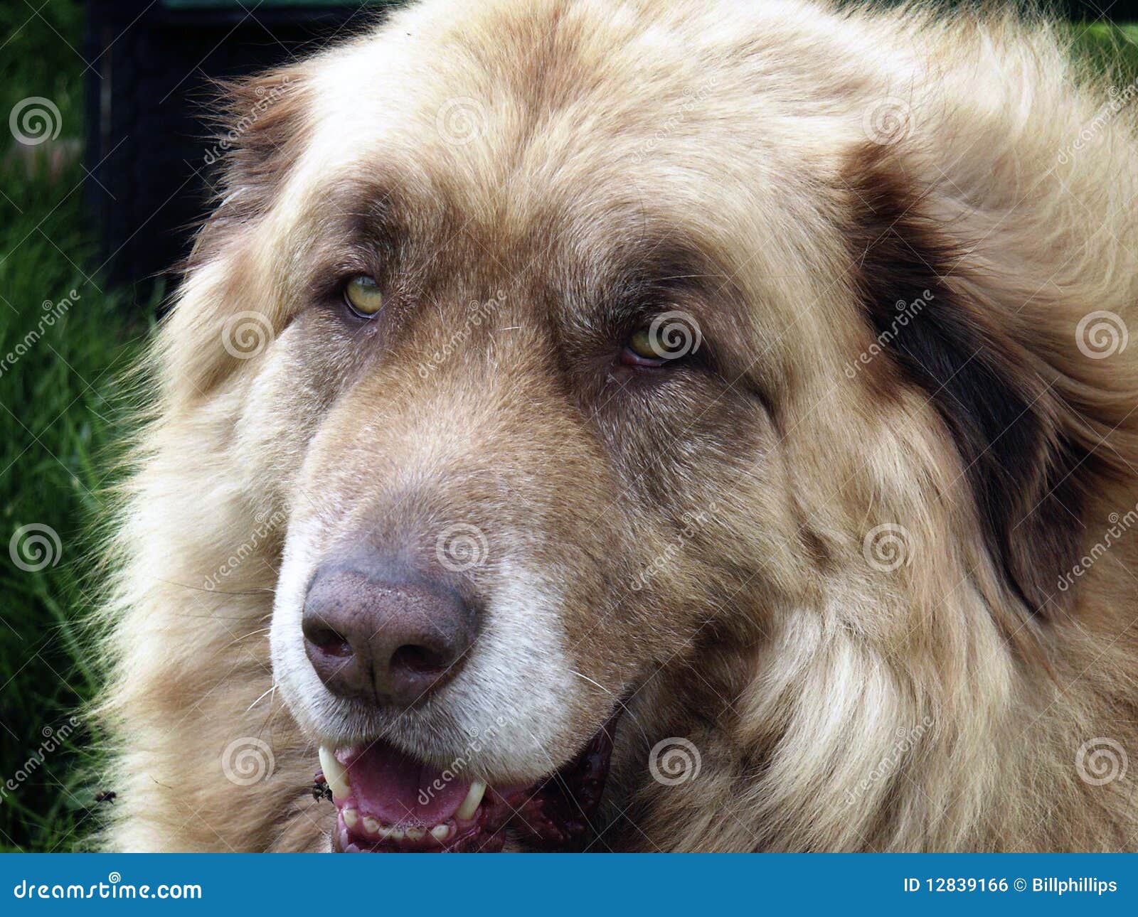 Big Dog stock photo. Image of enormous, portrait, study - 12839166