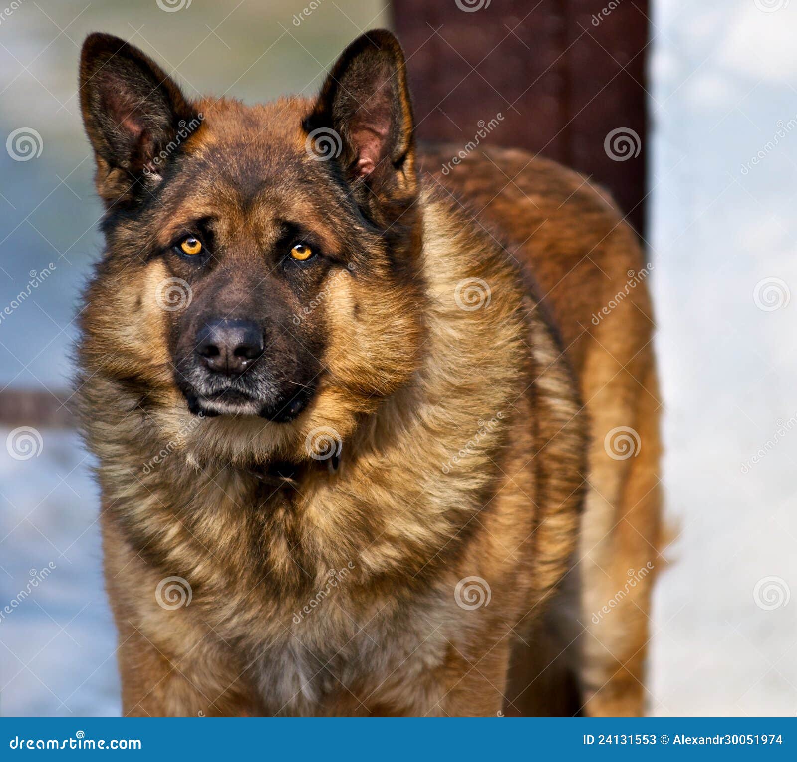 Big dog. stock image. Image of eyes, collar, loyalty - 24131553