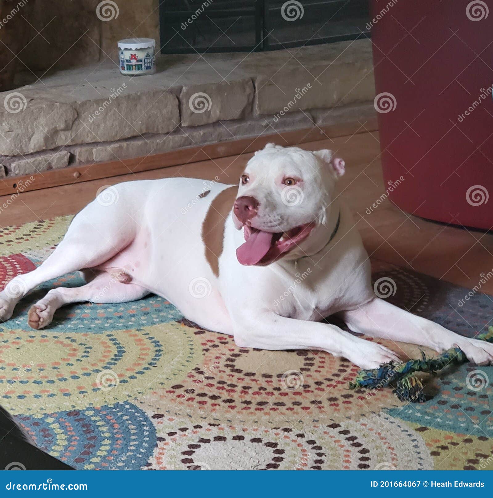 Big dog beau stock image. Image of pitbull, beau - 201664067