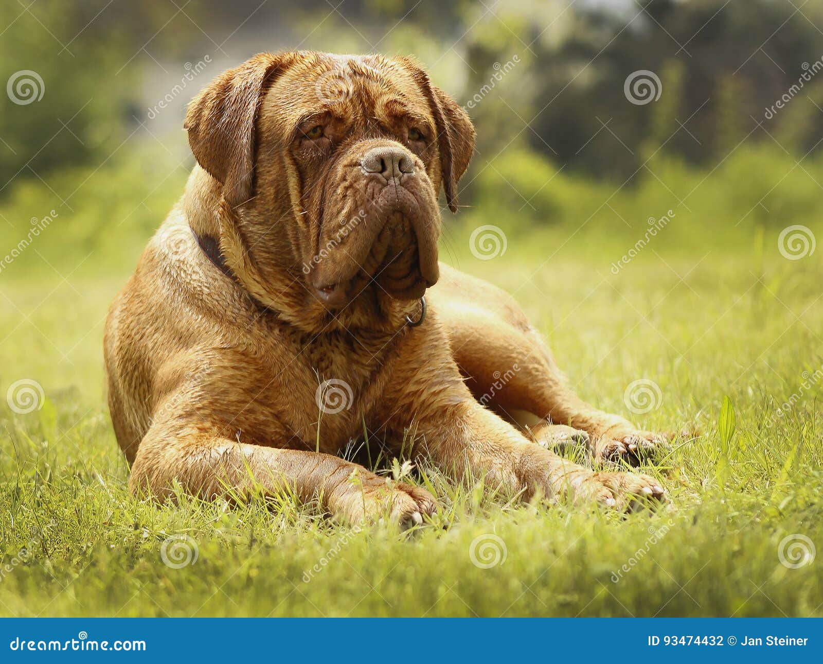 Big Dog - Bordeaux Mastiff stock photo. Image of animal - 93474432