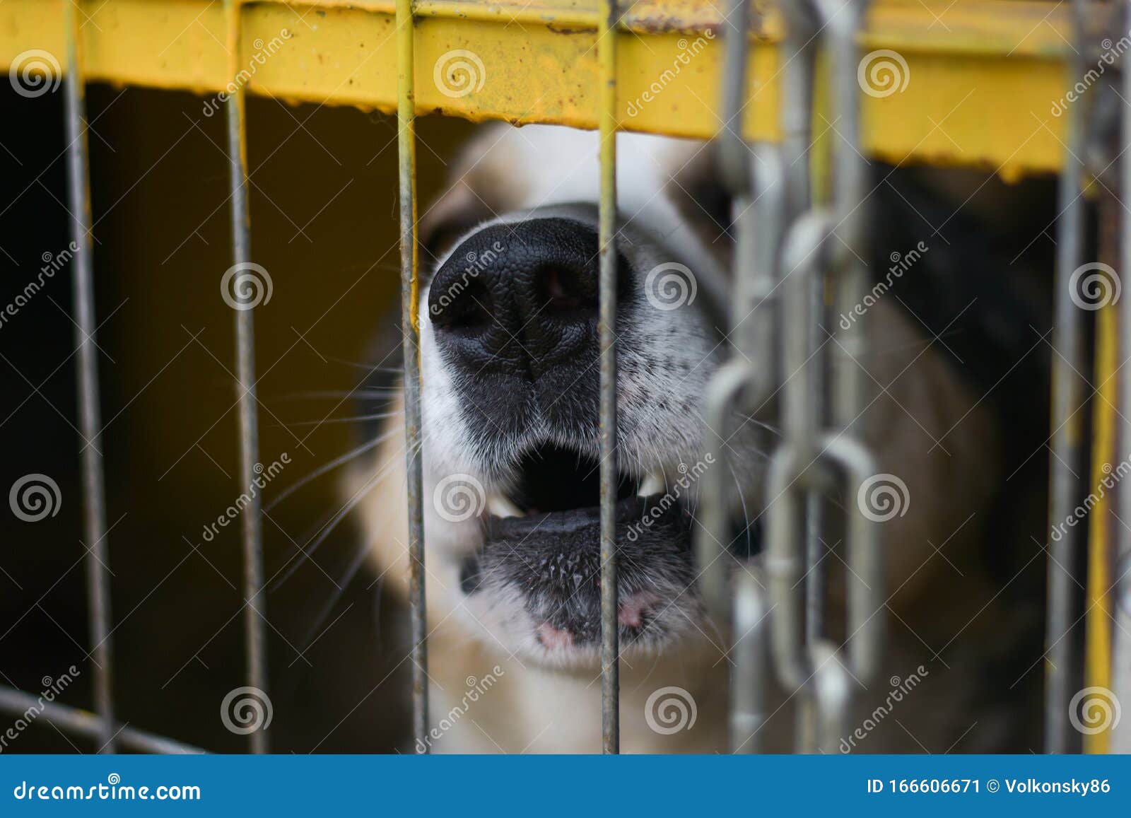 Big Dog on a Chain Behind Bars Barks Stock Image - Image of chained ...