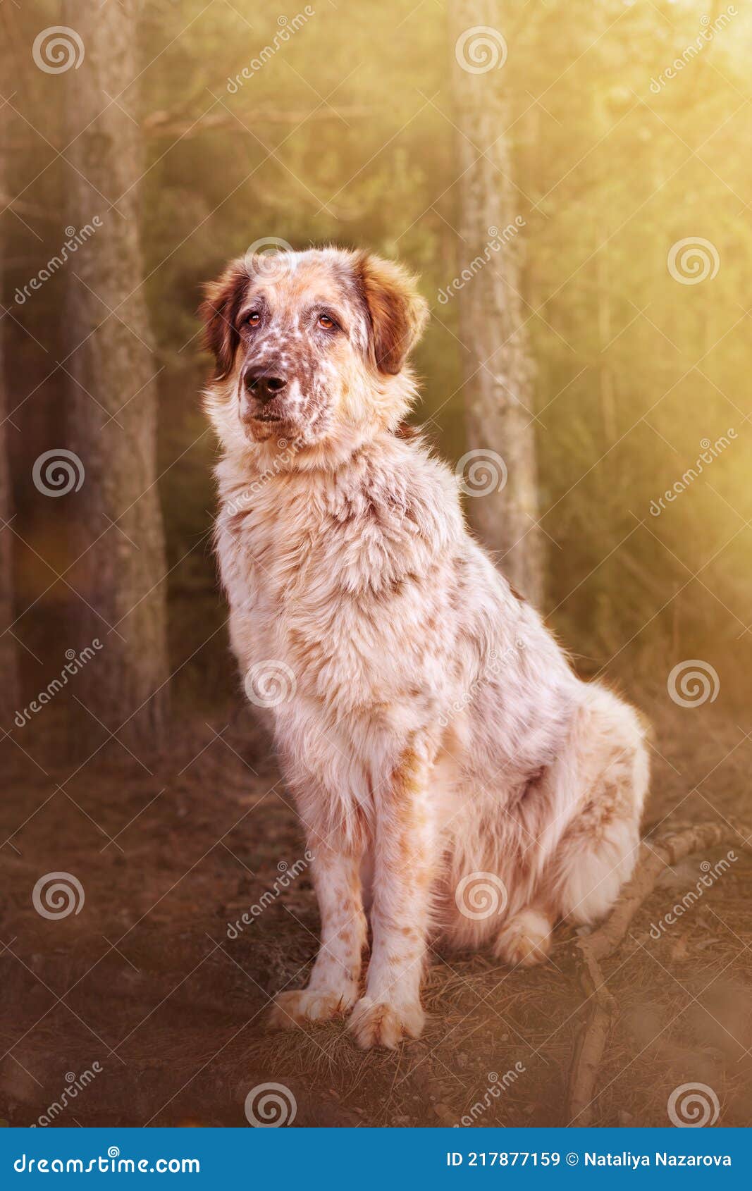 Big Dog in the Forest, Sitting Stock Image - Image of environment, walk ...