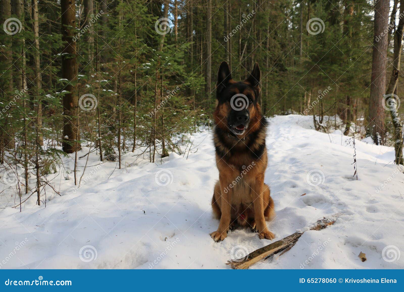 Big dog in the forest stock photo. Image of skin, confidence - 65278060