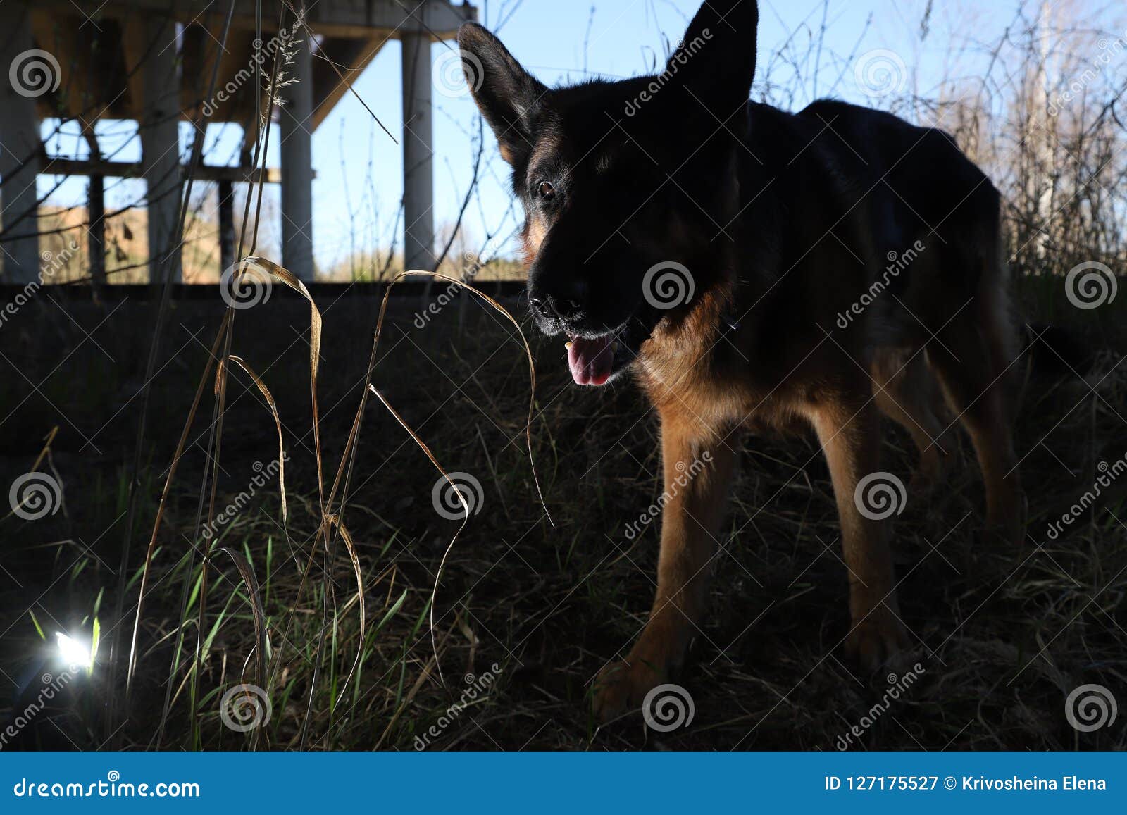 Big Dog German Shepherd Under Bridge Outdoors Stock Image - Image of ...