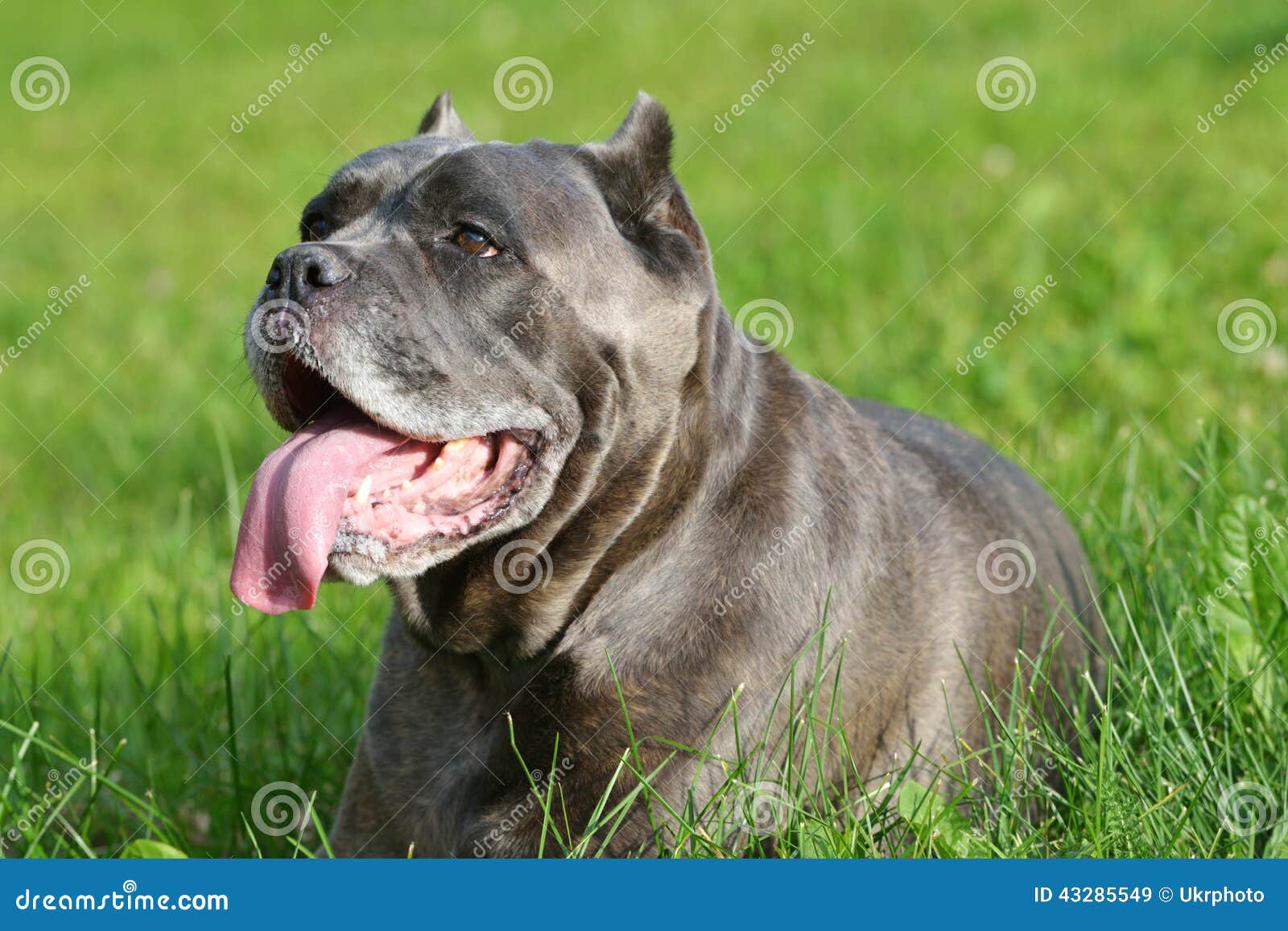 Big dog in the grass stock image. Image of resting, corso - 43285549