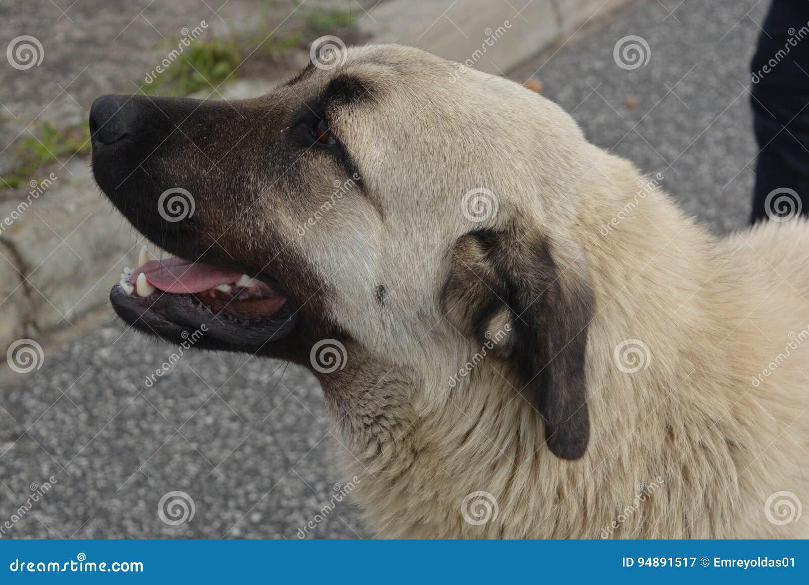 Big Dog stock image. Image of black, mask, head - 94891517