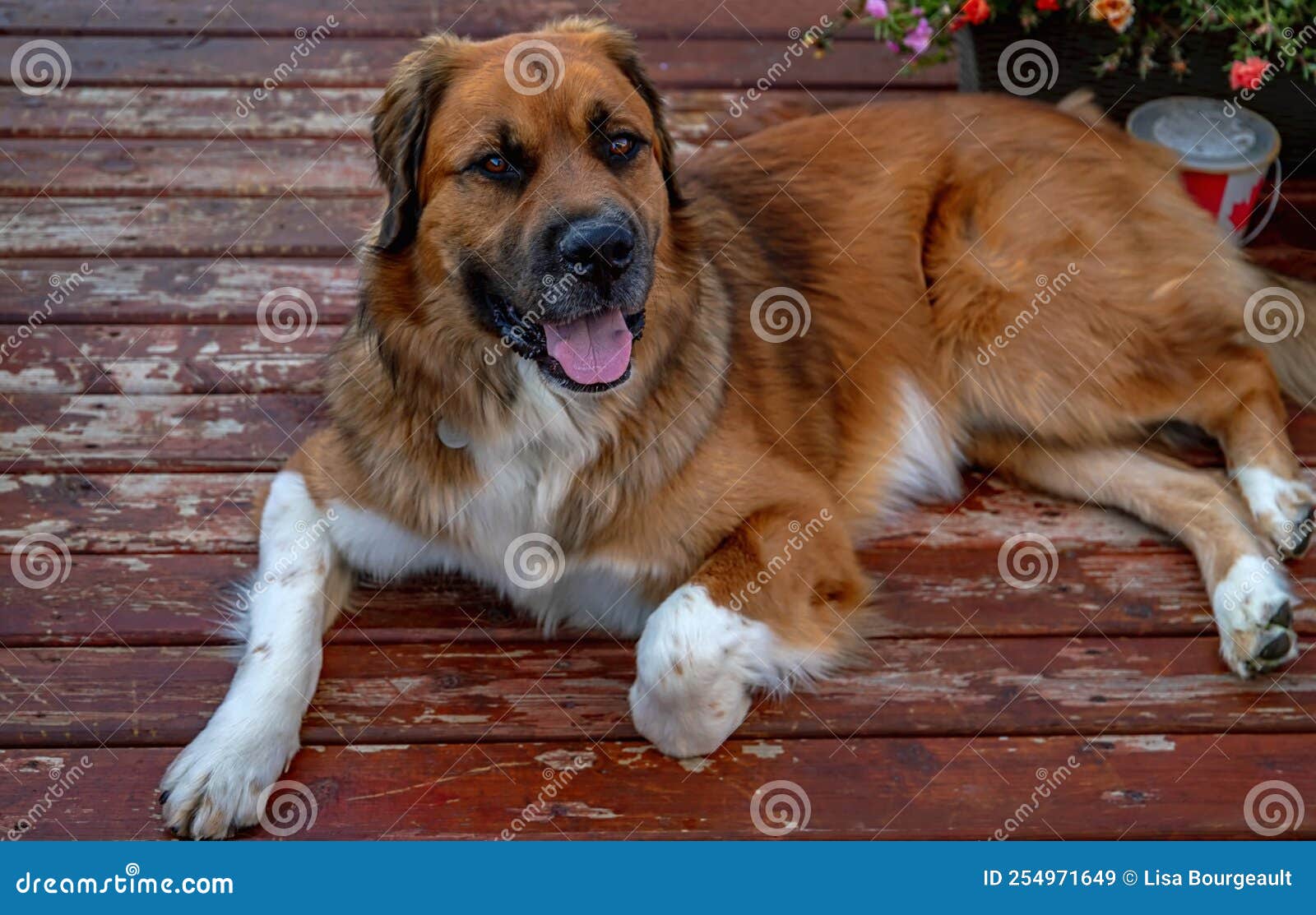 Big Dog Laying Down and Panting Stock Image - Image of panting, doggy ...