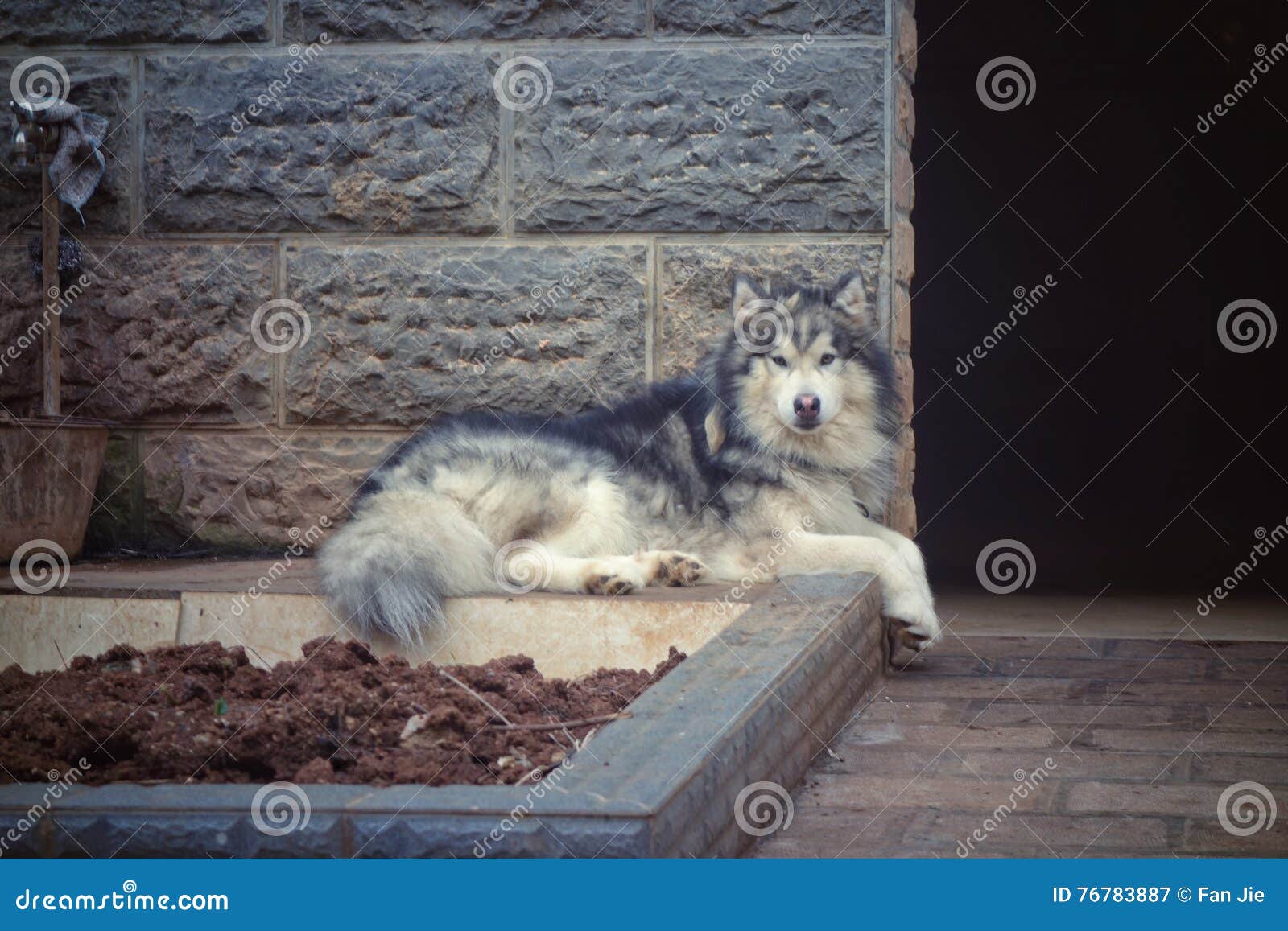 Big dog stock image. Image of look, carfully - 76783887