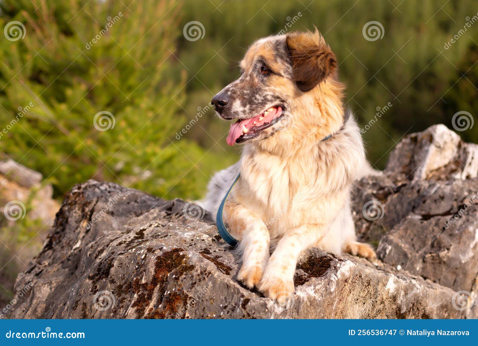 Big Dog Lying on the Stone in the Forest Stock Image - Image of ...