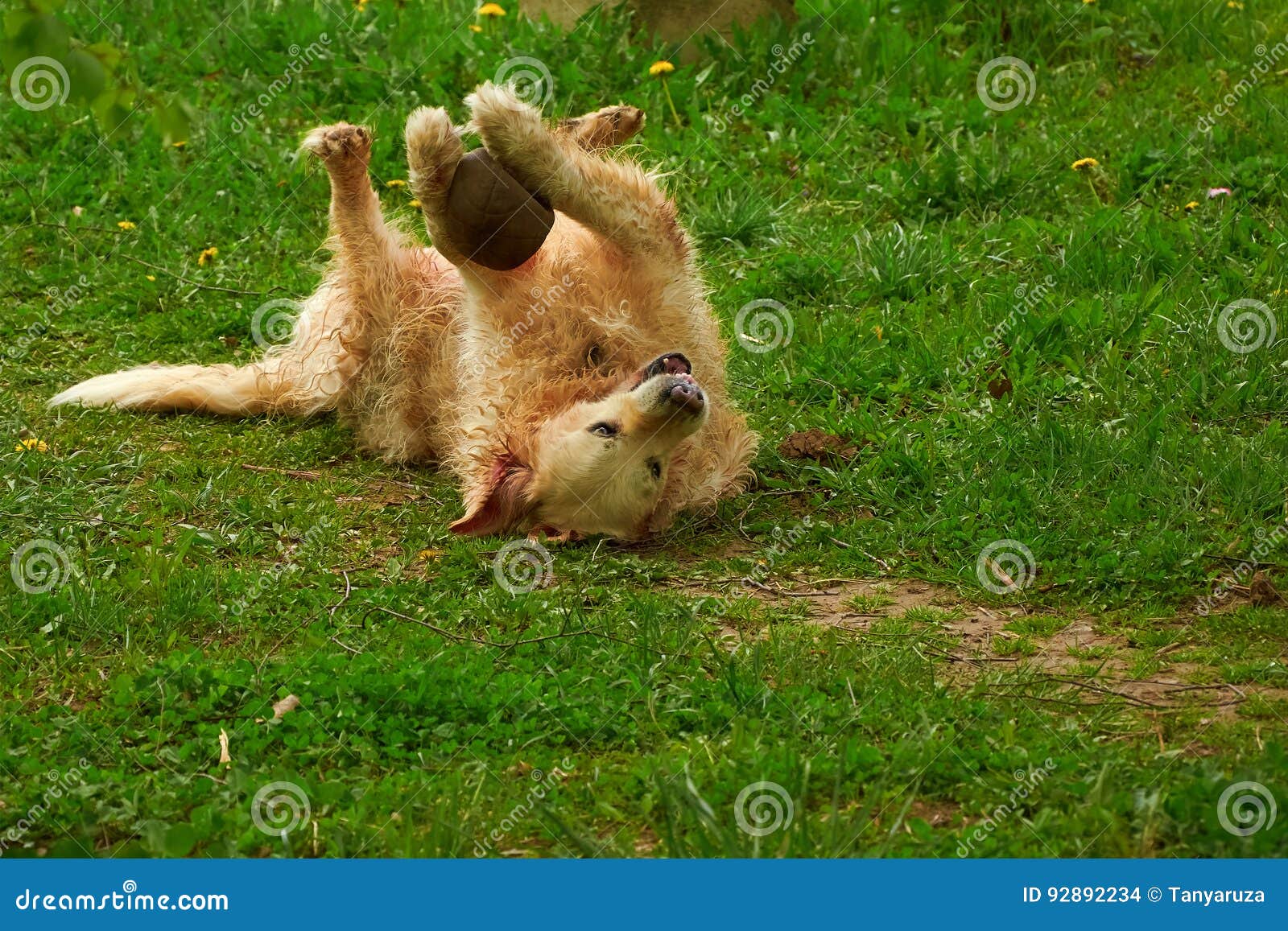 Big Dog Playing Ball on Grass Stock Photo - Image of kind, educated ...