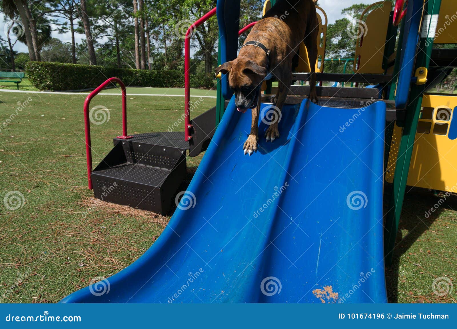 Big Dog Playing in the Playground Stock Photo - Image of bluebird ...