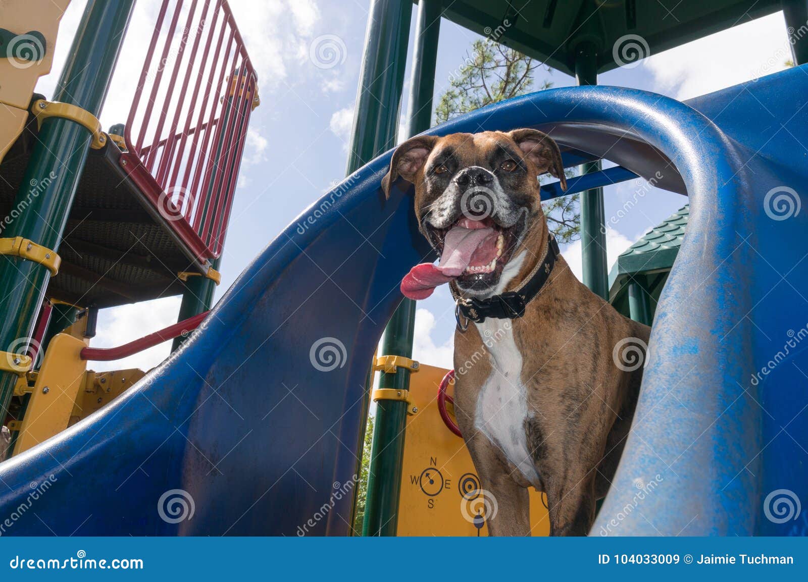 Big Dog Playing in the Playground Stock Image - Image of portrait ...