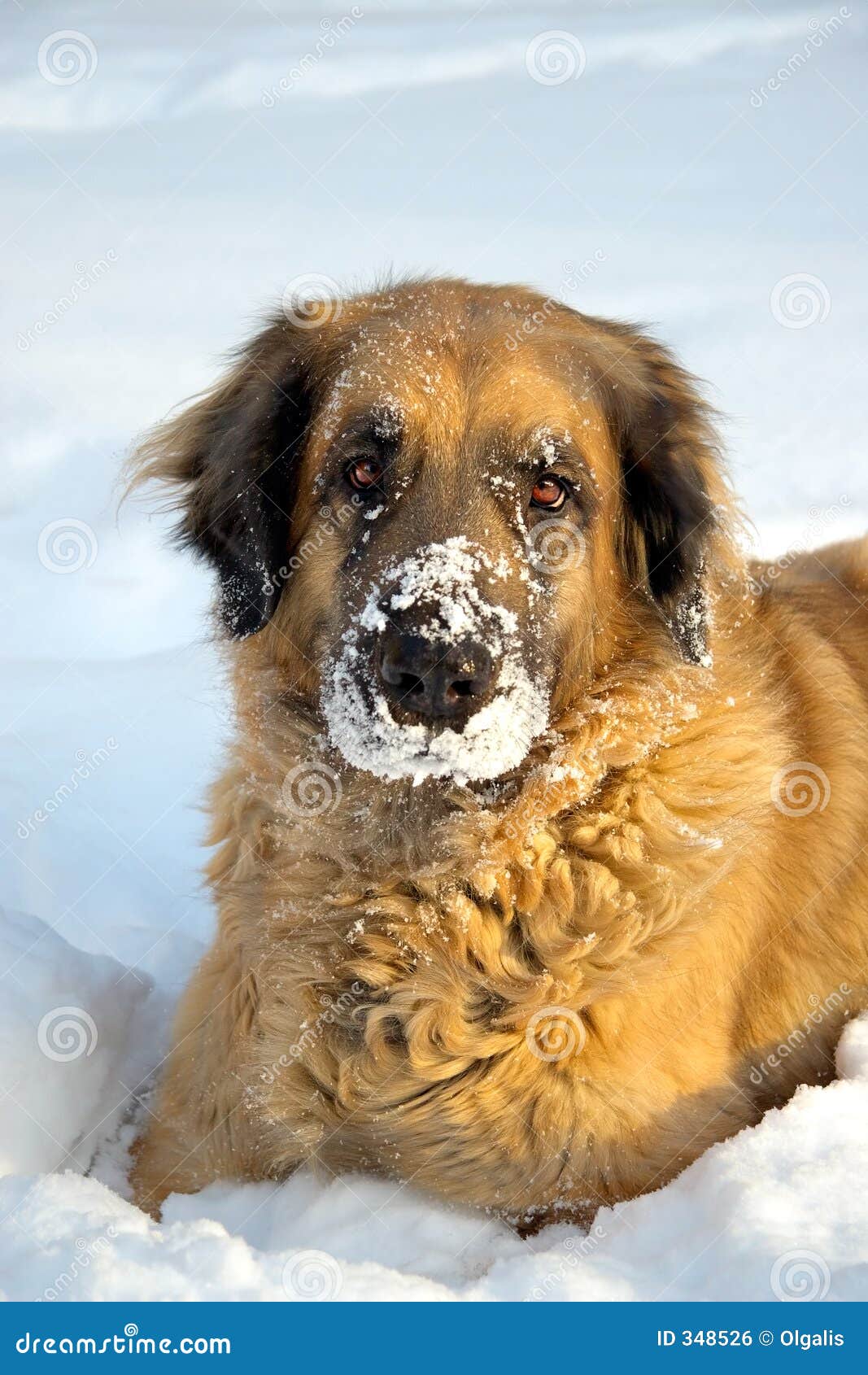Big Dog Playing in the Snow Stock Photo - Image of playful, nose: 348526