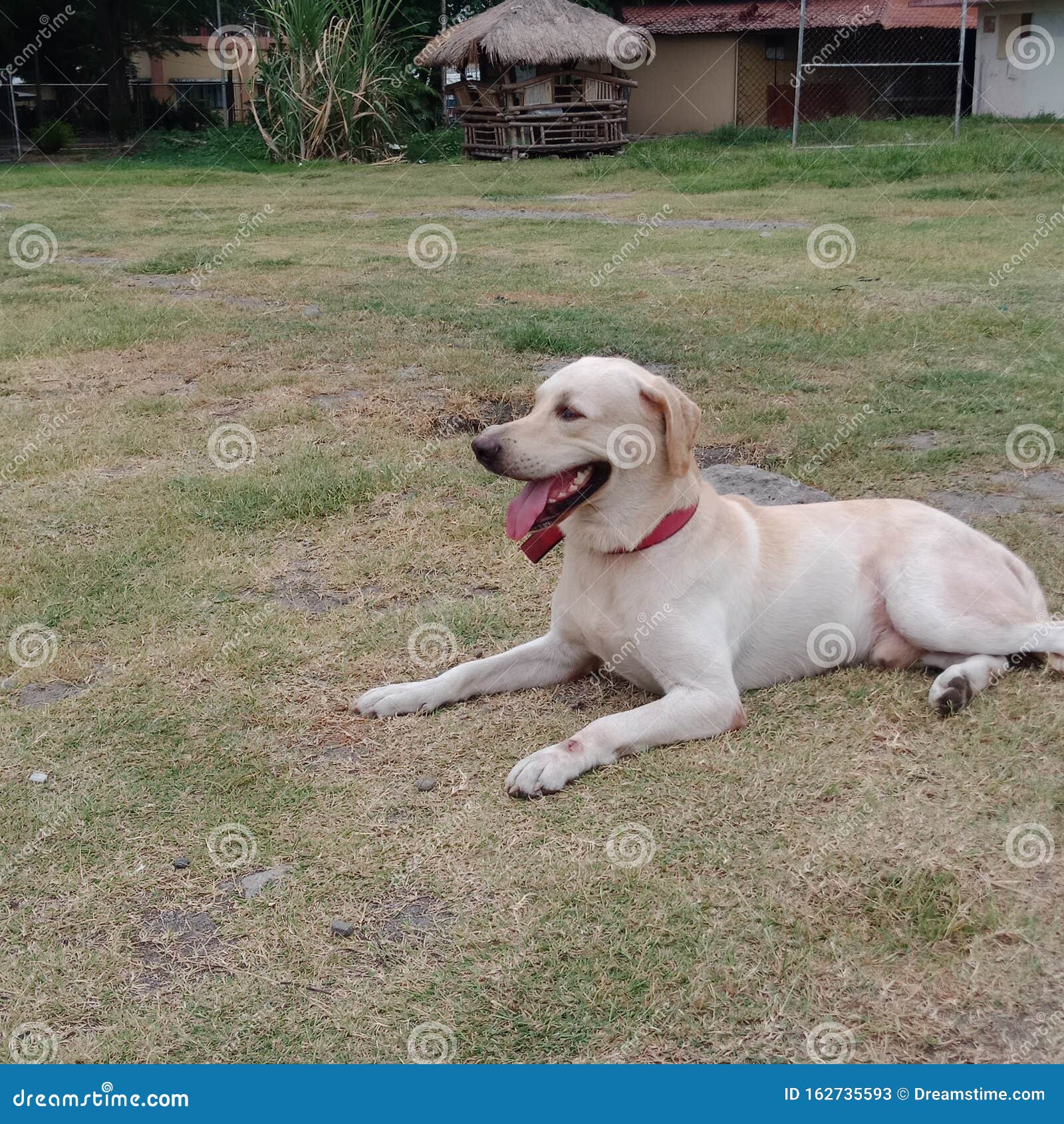 Big Dog Pogs stock image. Image of time, pogs, making - 162735593