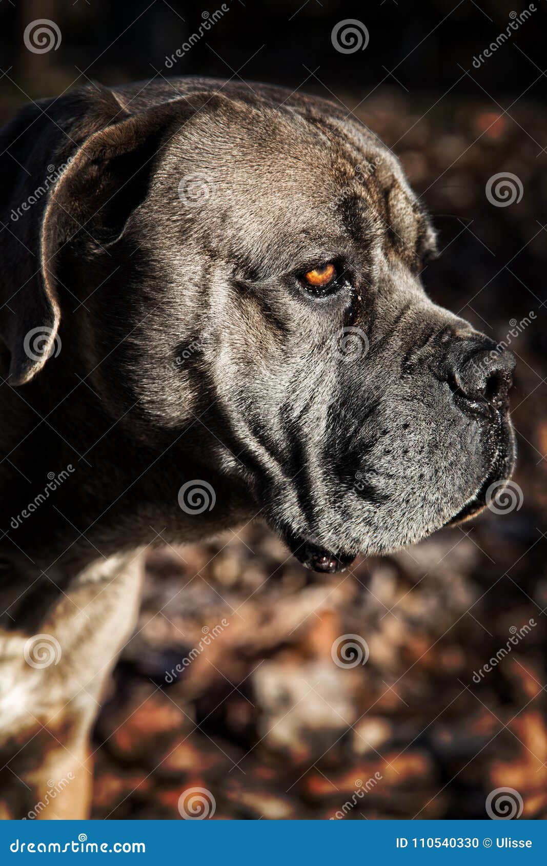 Big dog stock photo. Image of wild, wildlife, looking - 110540330