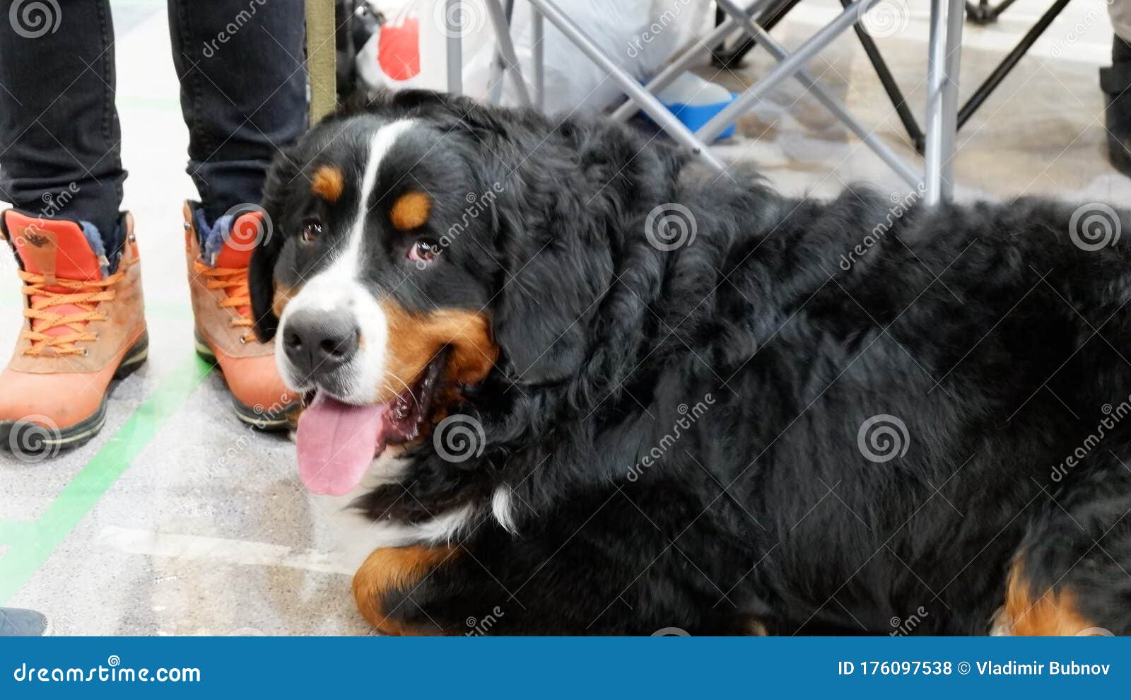 The big dog is resting stock photo. Image of blue, russia - 176097538