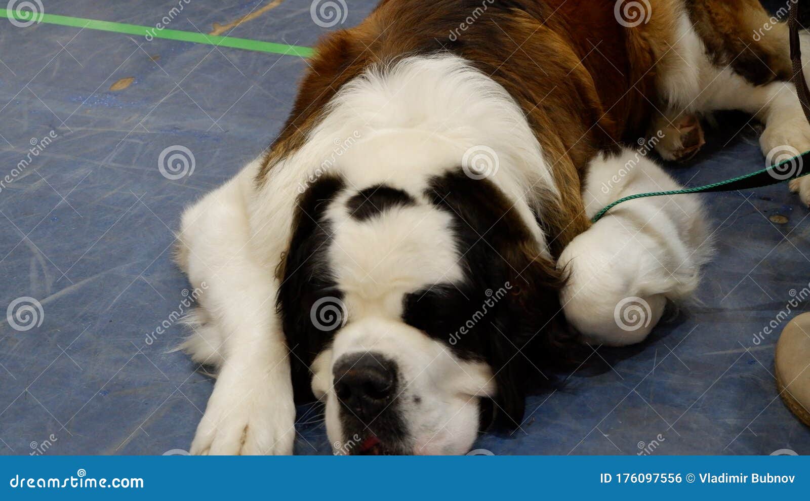 The big dog is resting stock photo. Image of tired, branch - 176097556