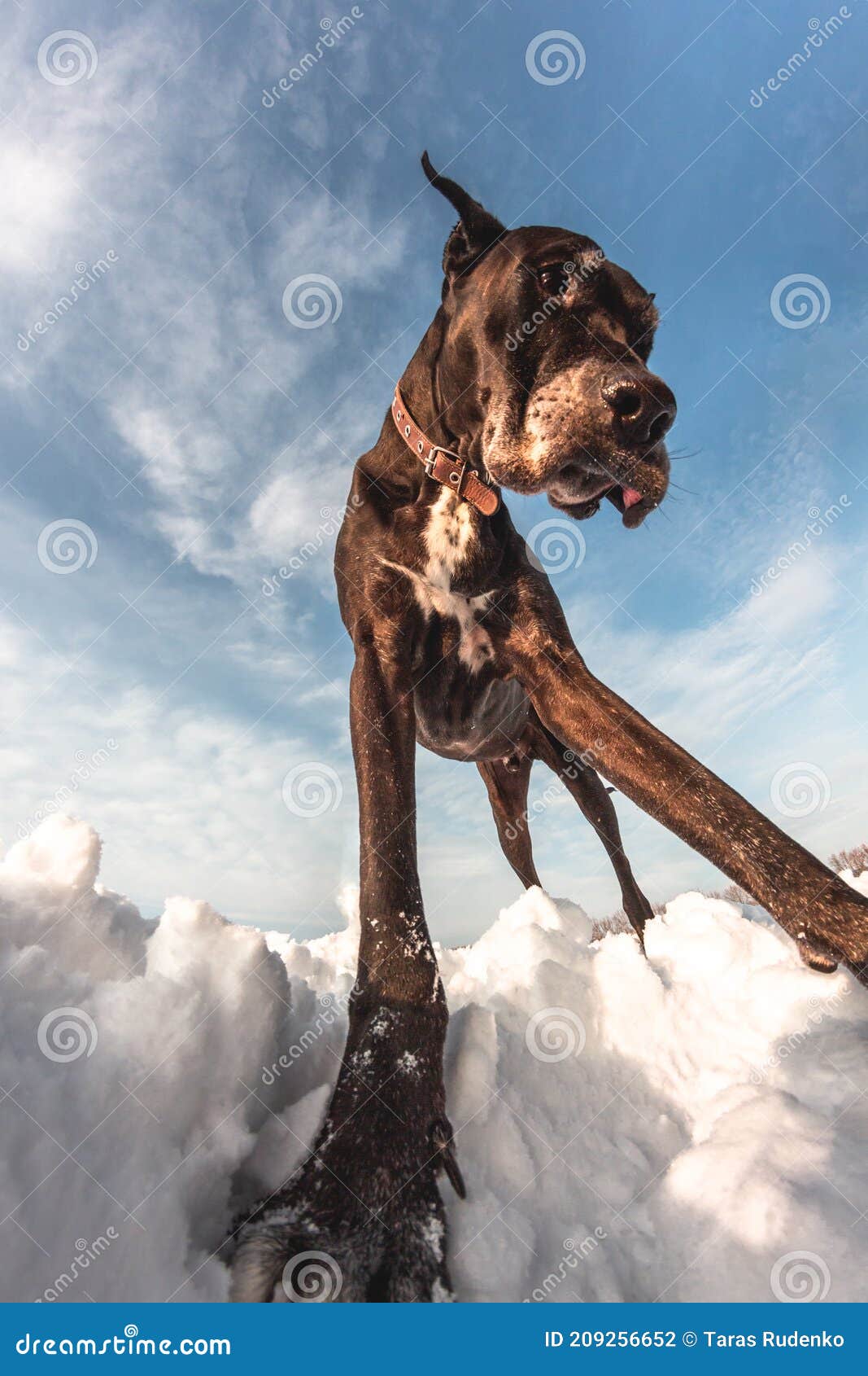 Big Dog Runs in the Snow in Winter, Great Dane Explores the Snow Stock ...
