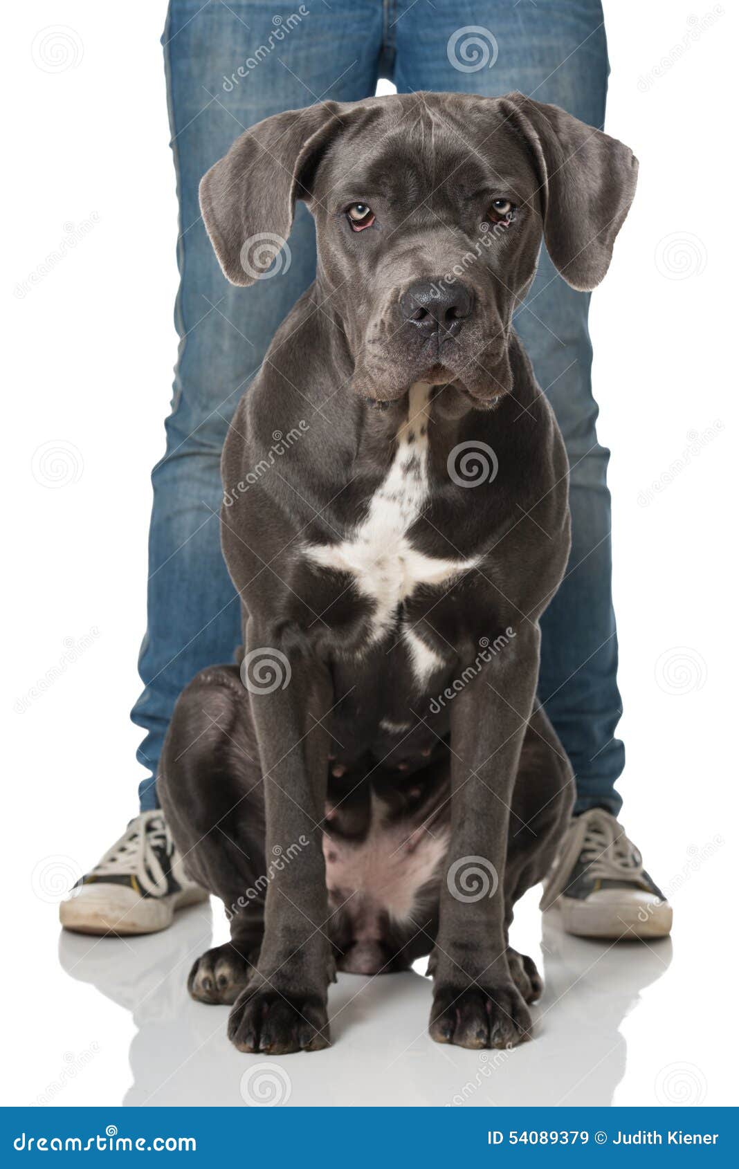 Big dog stock image. Image of owner, good, cane, purebred - 54089379