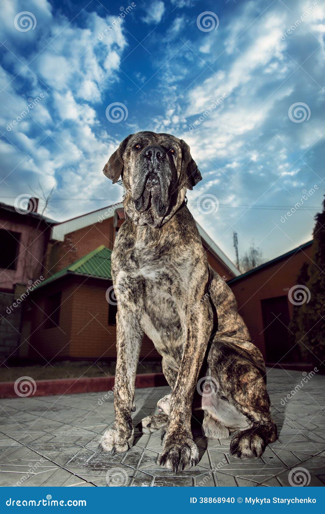 Big dog sitting outdors stock photo. Image of fila, looking - 38868940