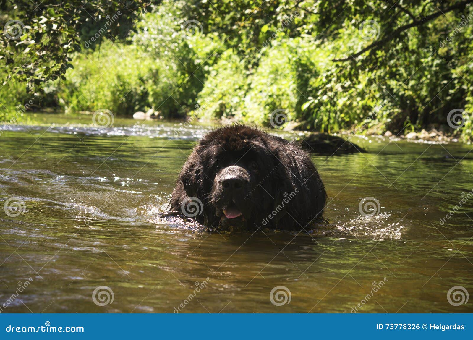 Do Newfoundlands Like Swimming