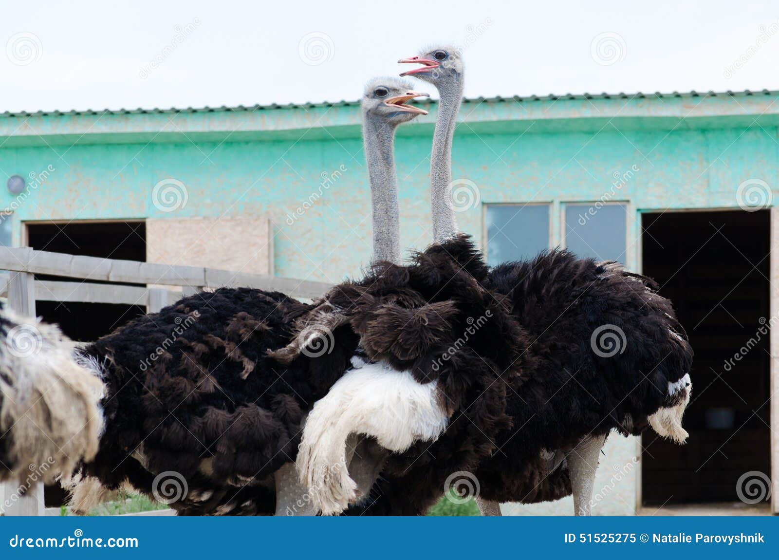Big Domestic Ostrich in the Poultry Yard Stock Image - Image of outside ...