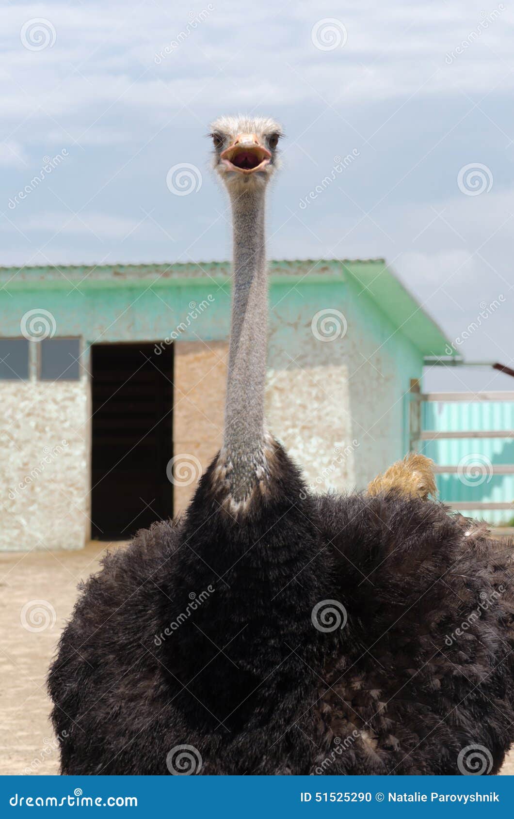 Big domestic ostrich stock photo. Image of animal, outdoors - 51525290