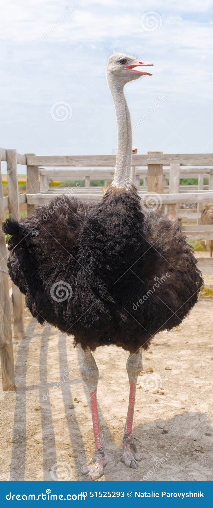Big domestic ostrich stock image. Image of outside, animal - 51525293