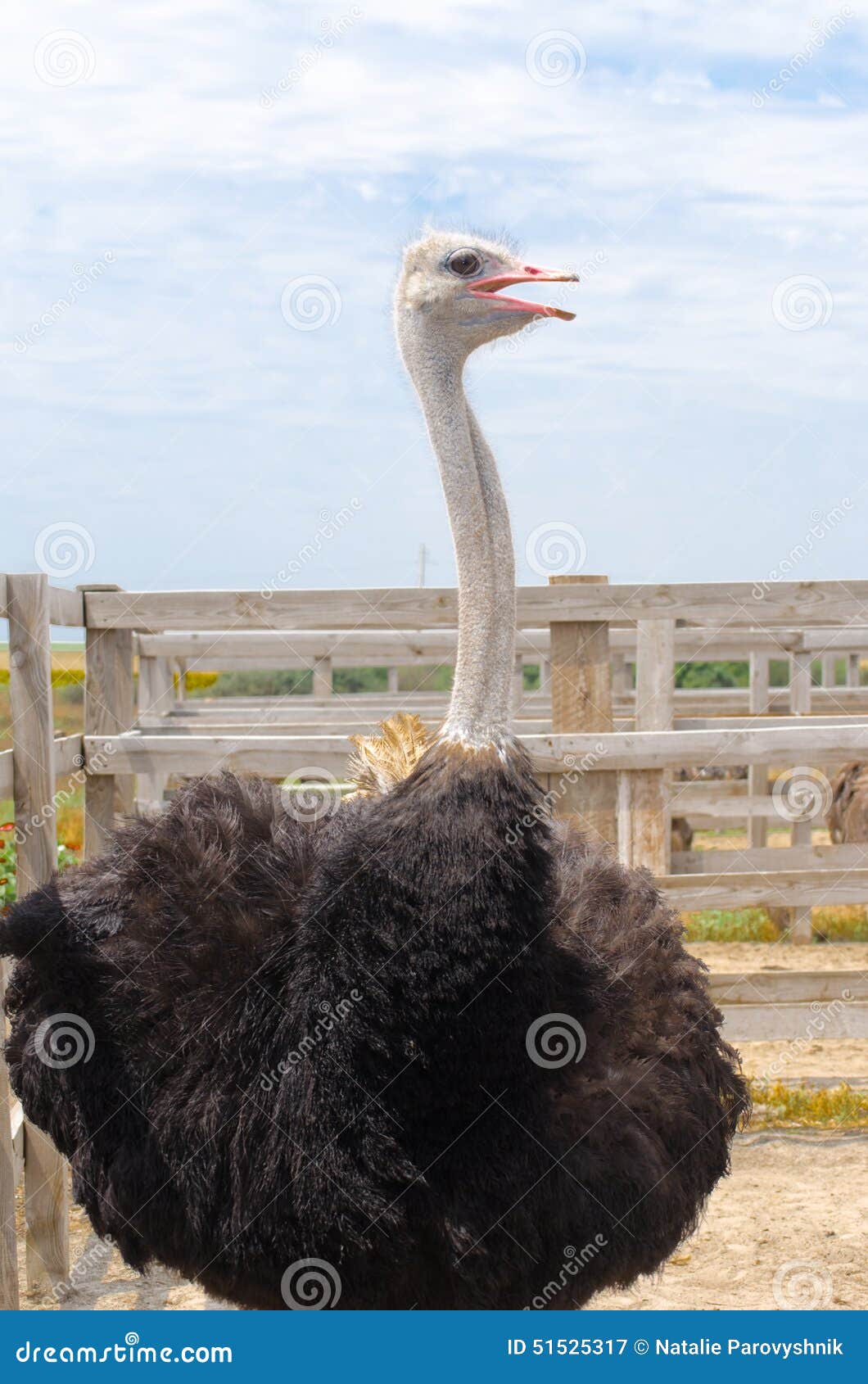 Big domestic ostrich stock image. Image of farm, portrait - 51525317