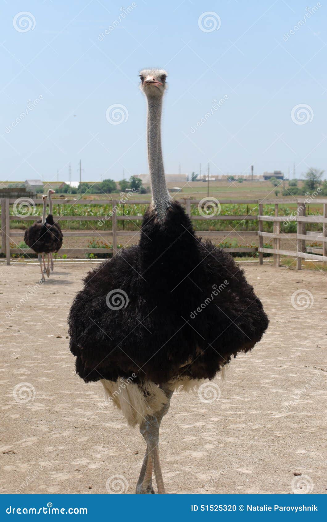 Big domestic ostrich stock photo. Image of animal, outside - 51525320