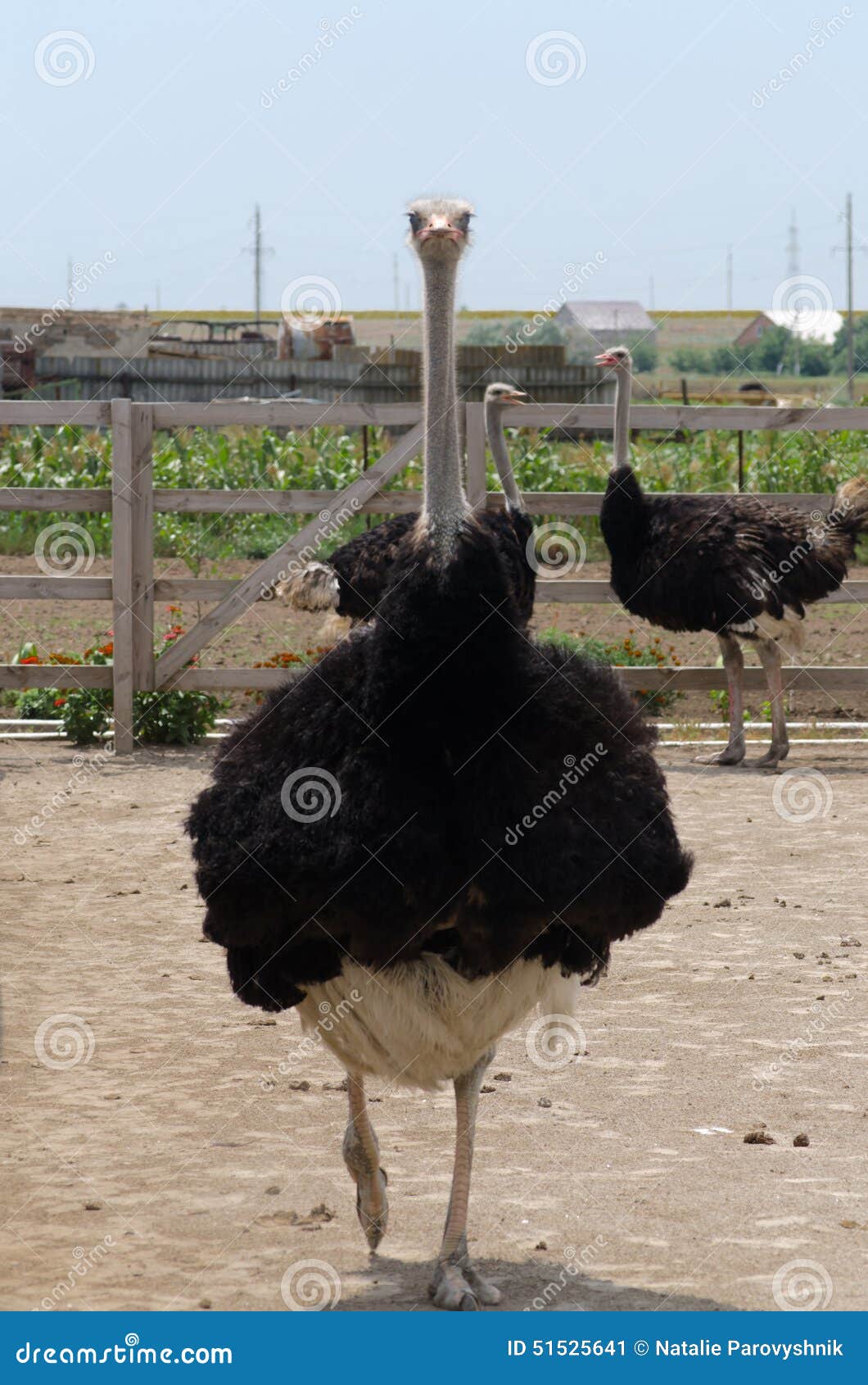 Big domestic ostrich stock image. Image of bird, neck - 51525641