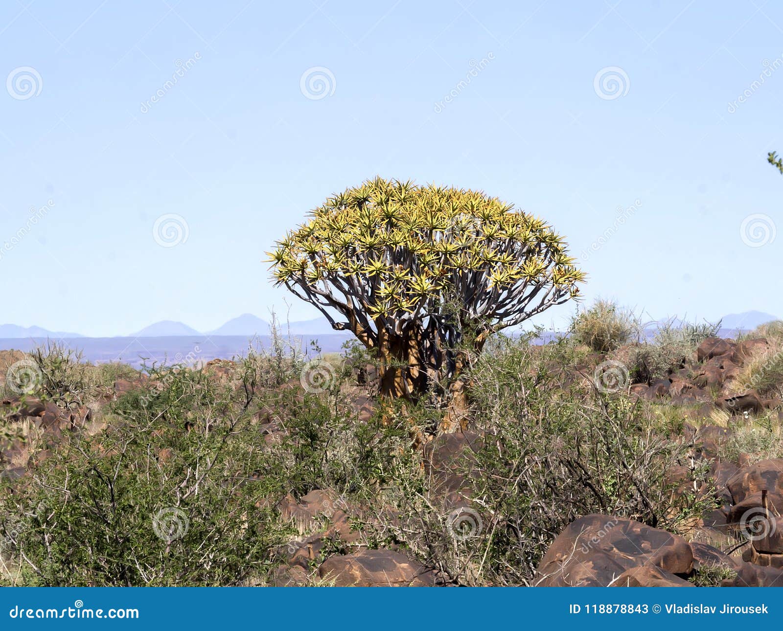 Big Dragon Tree Central Namibia. Stock Image - Image of landscape ...