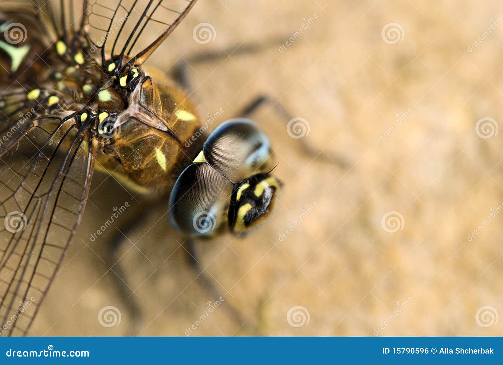 Big dragonfly stock photo. Image of life, park, colourful - 15790596