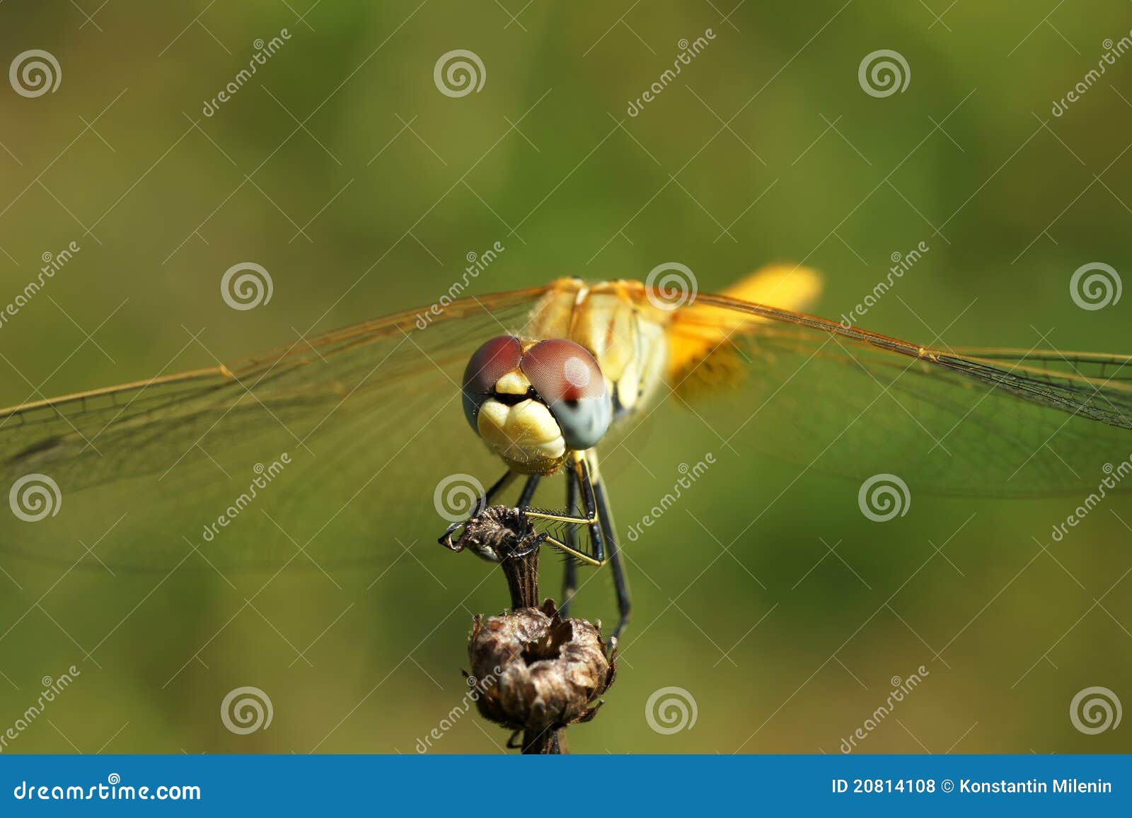The big dragonfly stock photo. Image of night, damselfly - 20814108