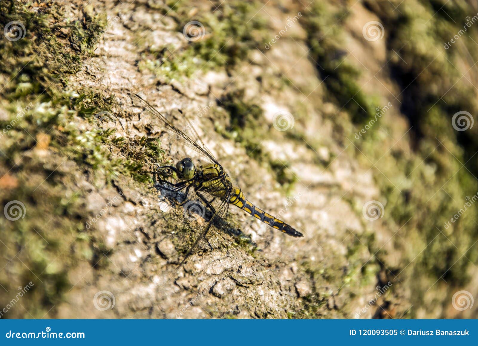 One Dragonfly Sitting on a Tree Trunk Stock Image - Image of color ...