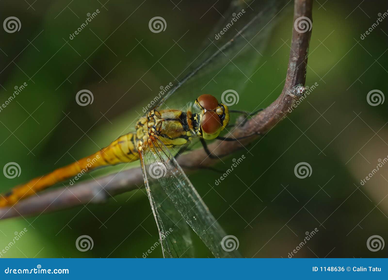 Big dragonfly on branch stock photo. Image of bright, summer - 1148636