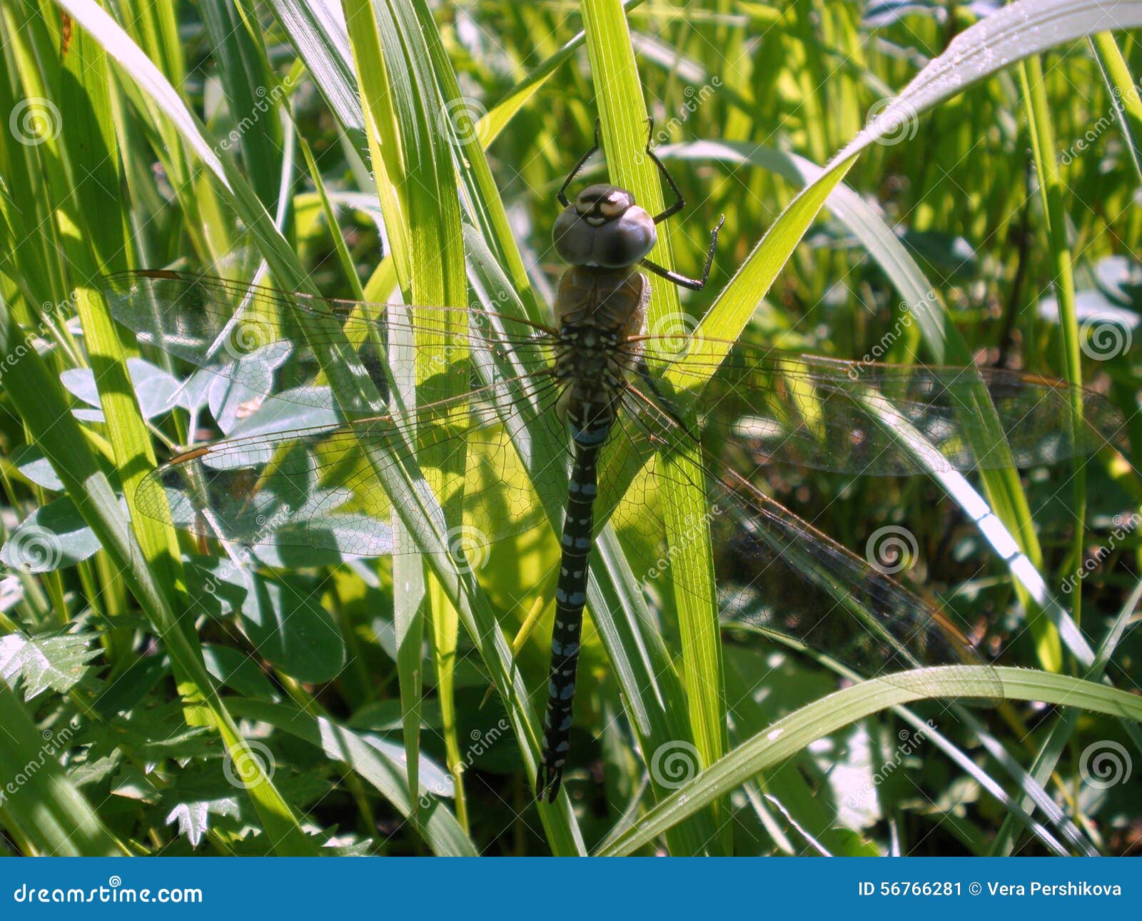 Big Dragonfly Closeup on a Background of Green Grass. Stock Image ...