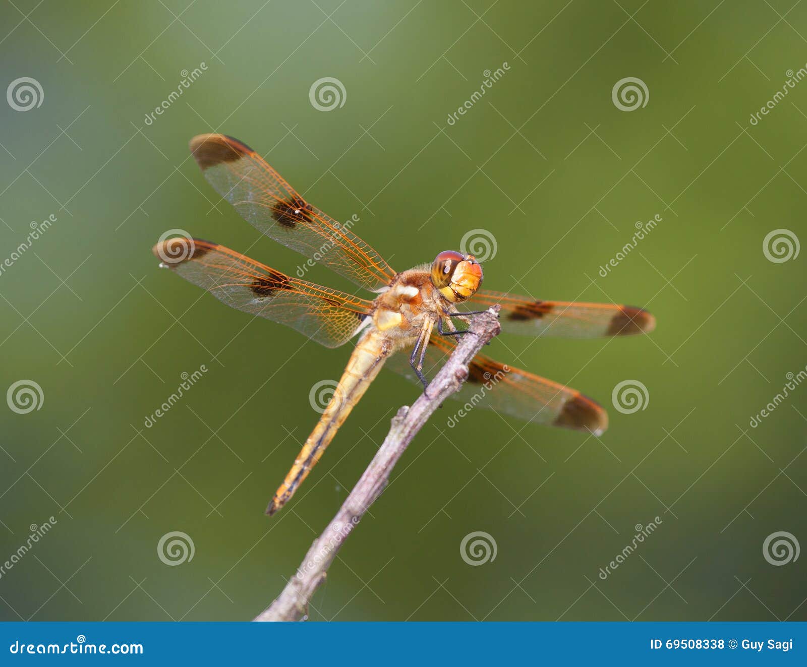 Big dragonfly stock photo. Image of insect, legs, dragonfly - 69508338