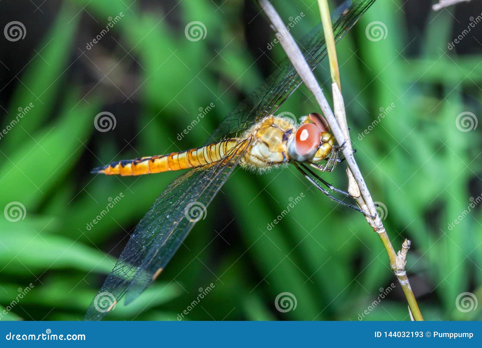 Big Dragonfly on Stick Bamboo in Forest at Thailand Stock Image - Image ...