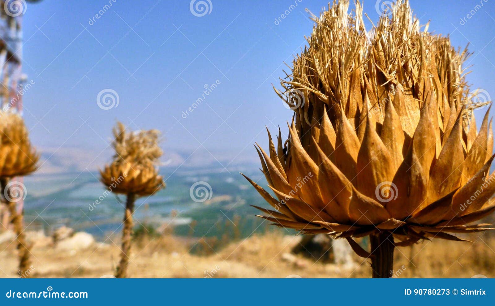Big Dried Bur in the Desert Stock Image - Image of summer, dried: 90780273