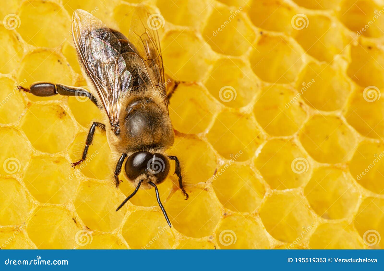Big Drone Bee Male Honey Bee Stock Image - Image of apiary, drone ...
