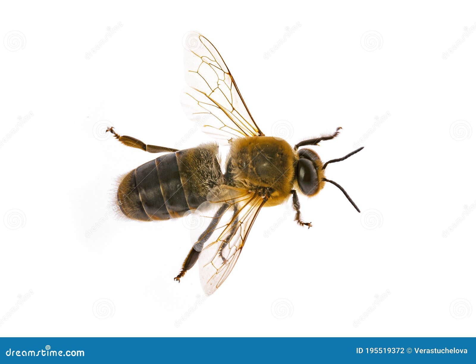 Drone Honey Bee