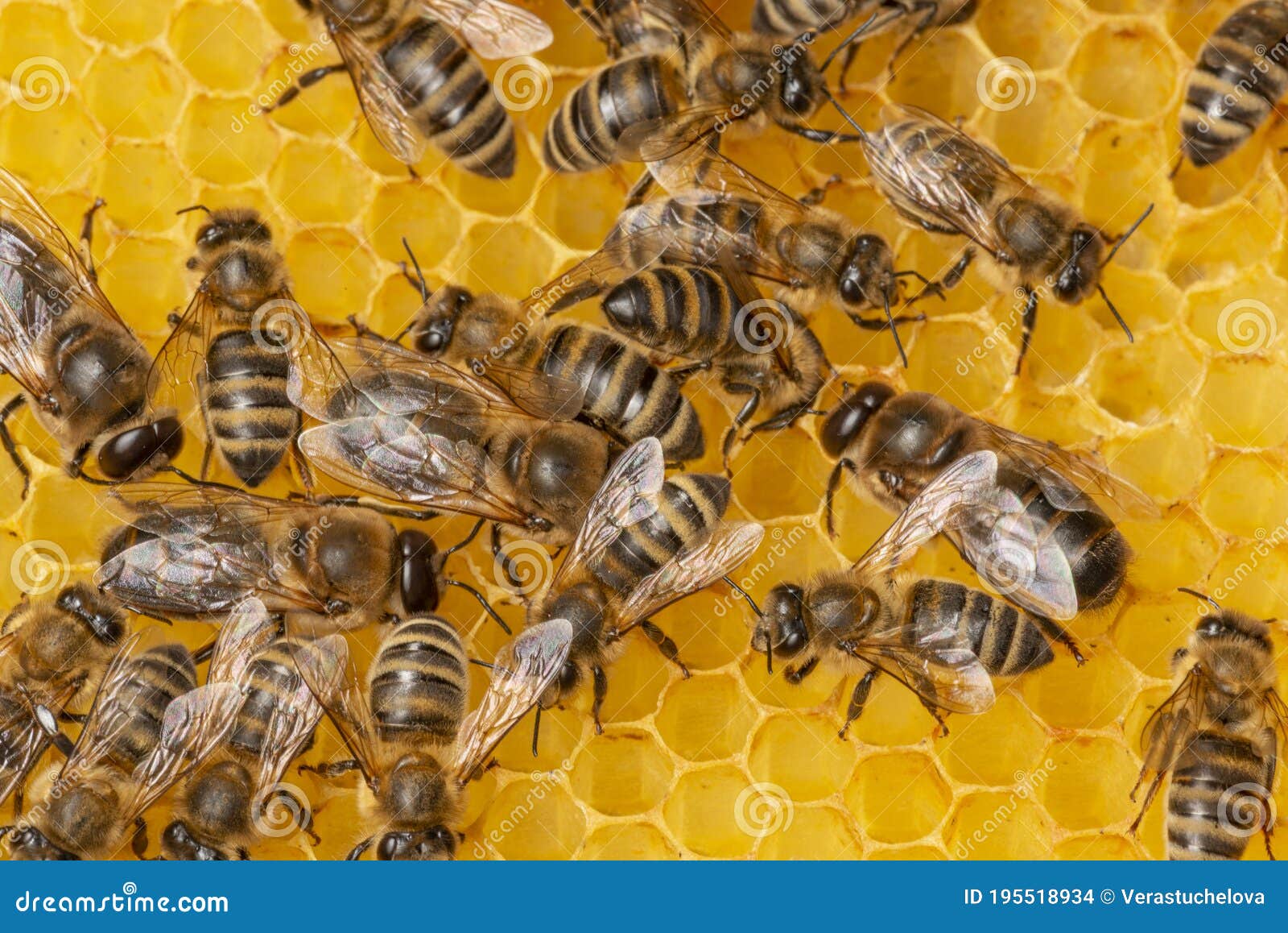 Big Drone Bees Male Honey Bee Stock Photo - Image of apiculture, frame ...