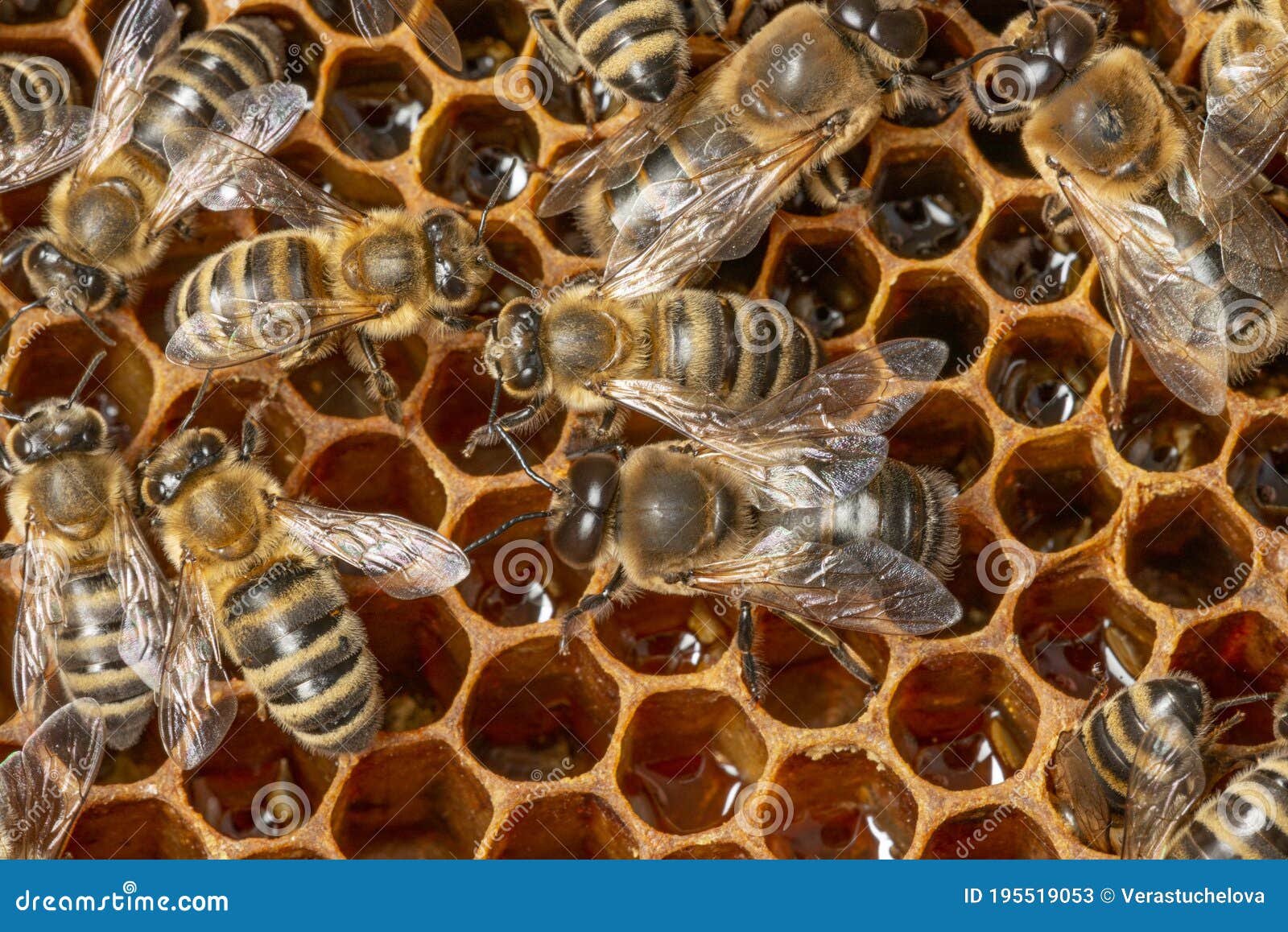 Big Drone Bees Male Honey Bee Stock Image - Image of colony, apis ...