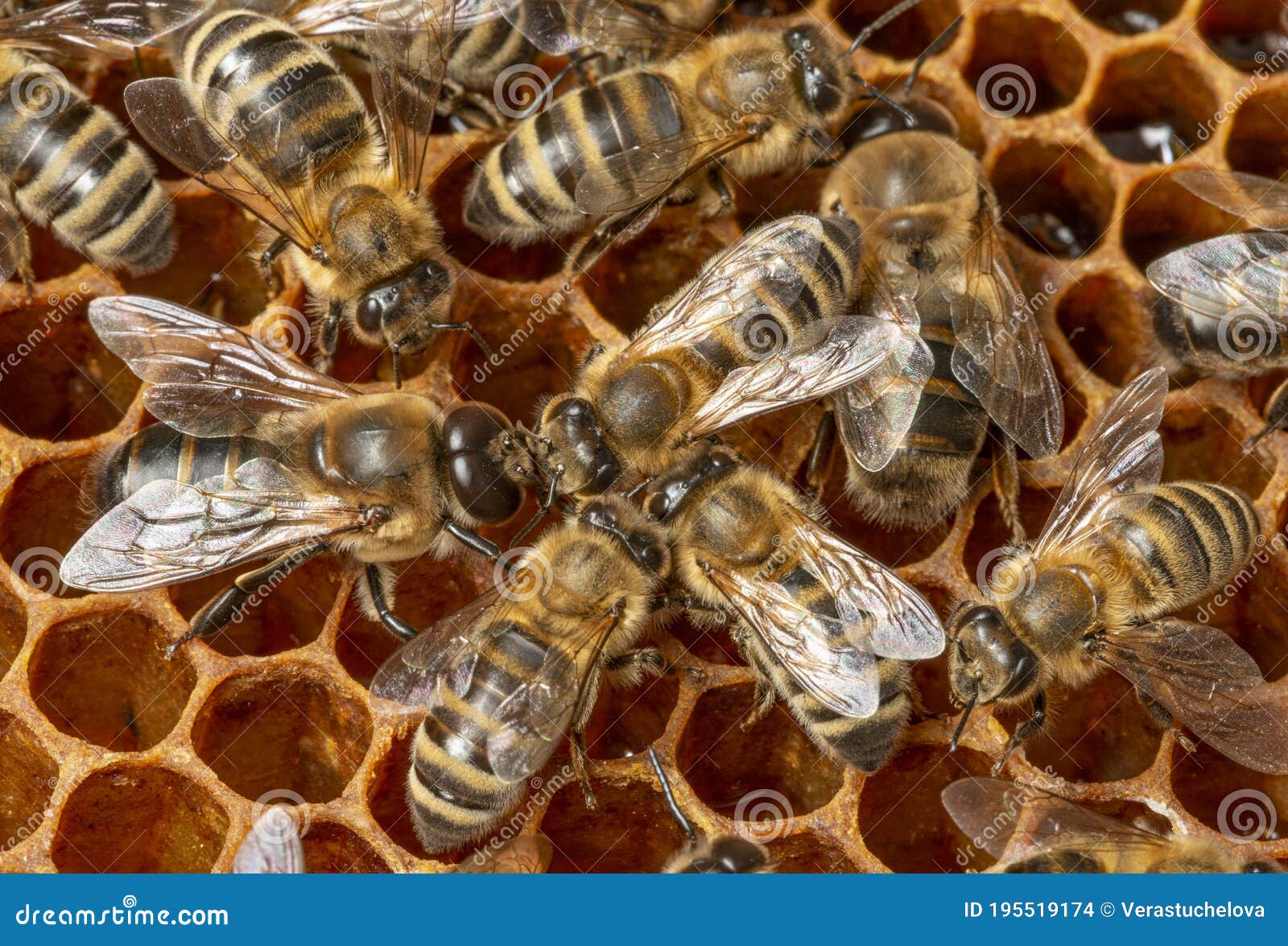 Big Drone Bees Male Honey Bee Stock Photo - Image of close, beeswax ...