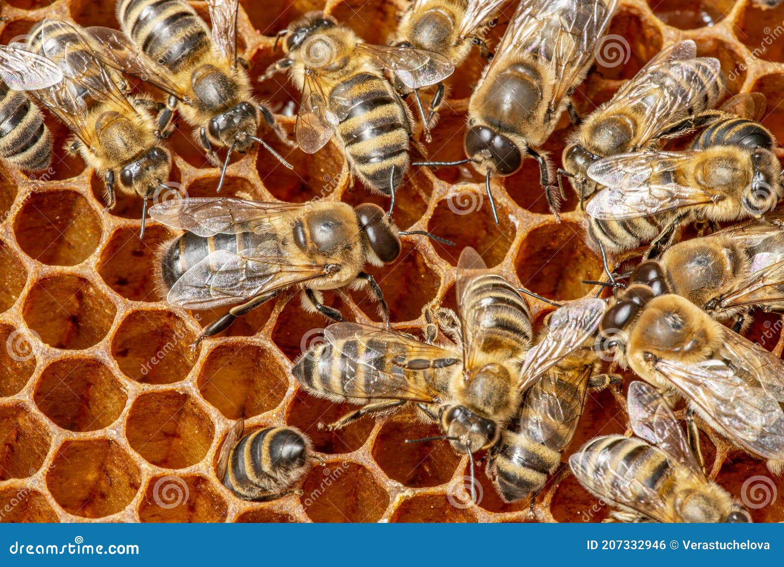 Big Drone Bees Male Honey Bee and Bee Workers Stock Photo - Image of ...